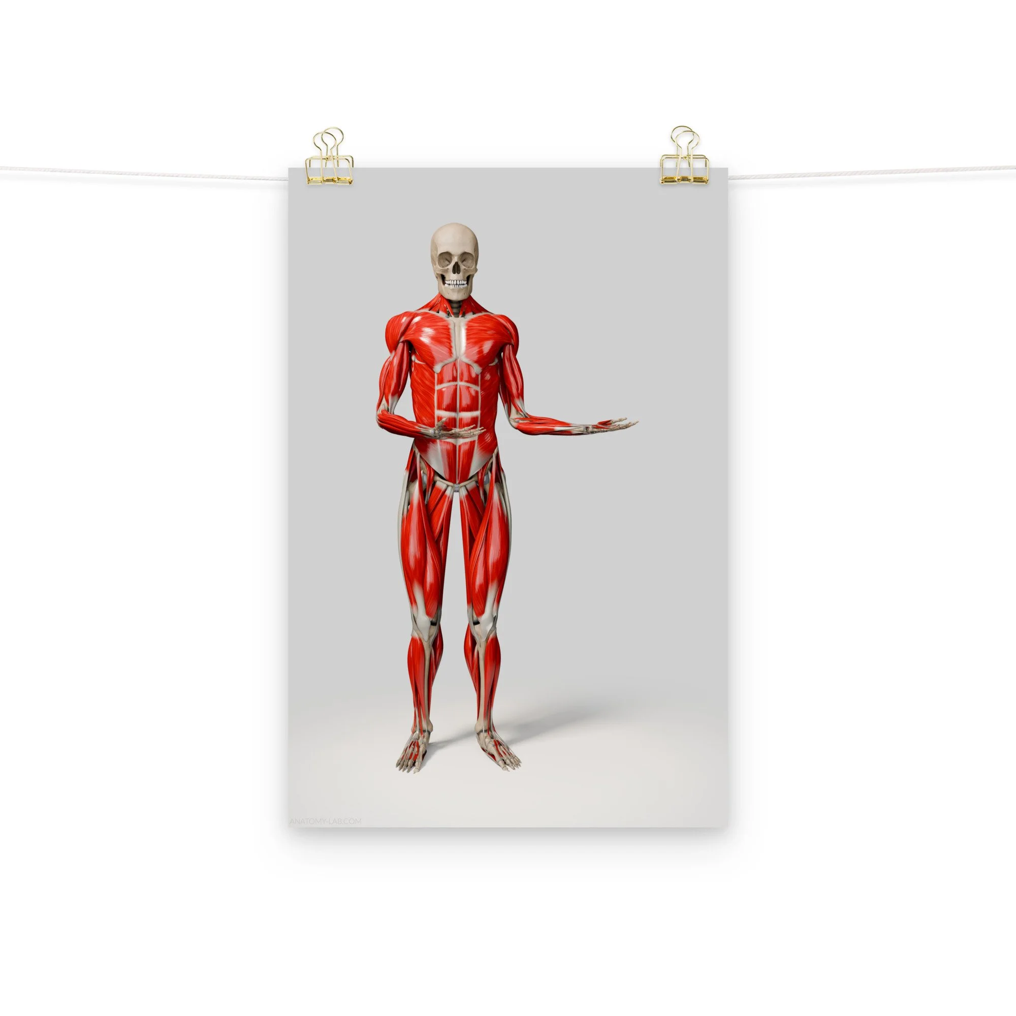 Custom 3D Anatomy Renderings | Clinics, Treatment Rooms, Branding ...