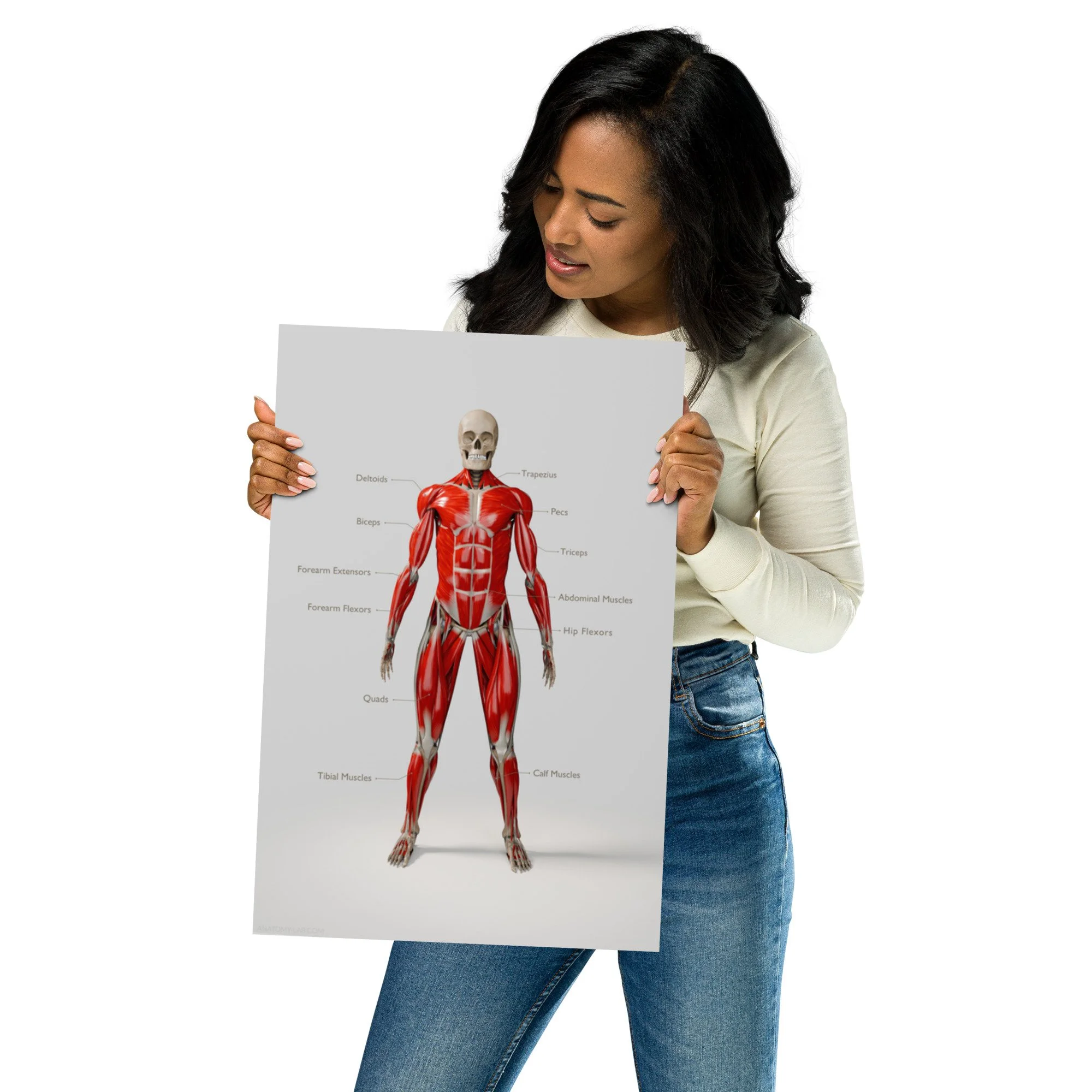 Biceps Muscle- Learn about its origin, insertion and musclepath with ...