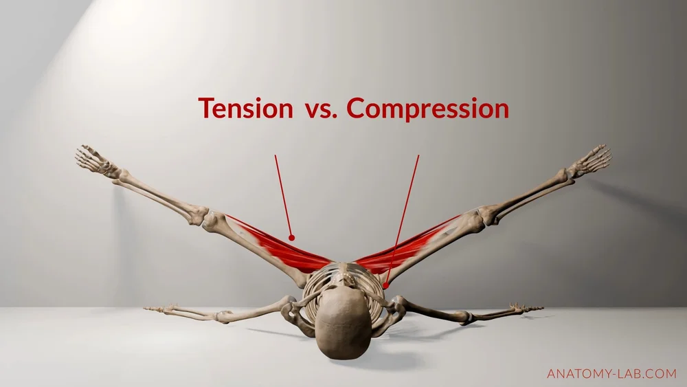 Anatomy-Lab Blog — ANATOMY LAB