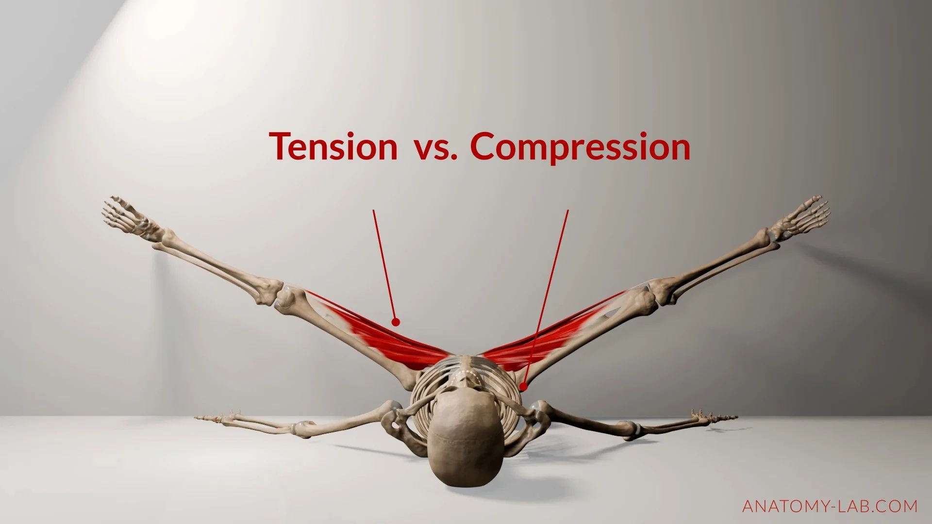 Anatomy-Lab Blog — ANATOMY LAB