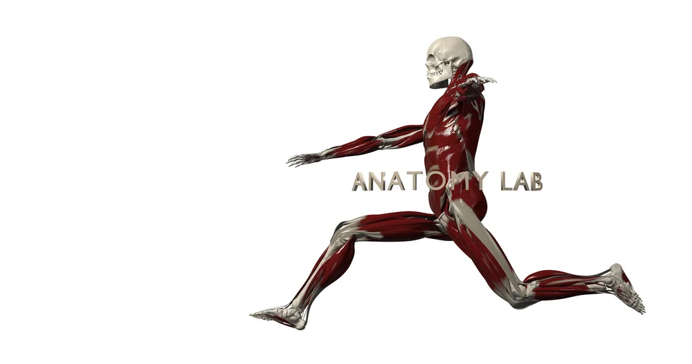 Custom 3D Anatomy Animations & Renderings — ANATOMY LAB