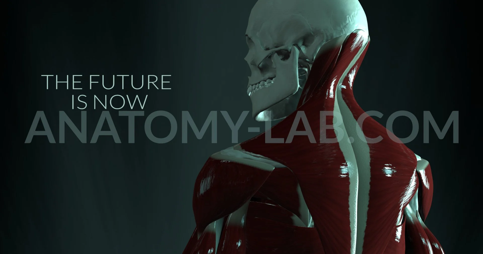 Custom 3D Anatomy Animations & Renderings — ANATOMY LAB