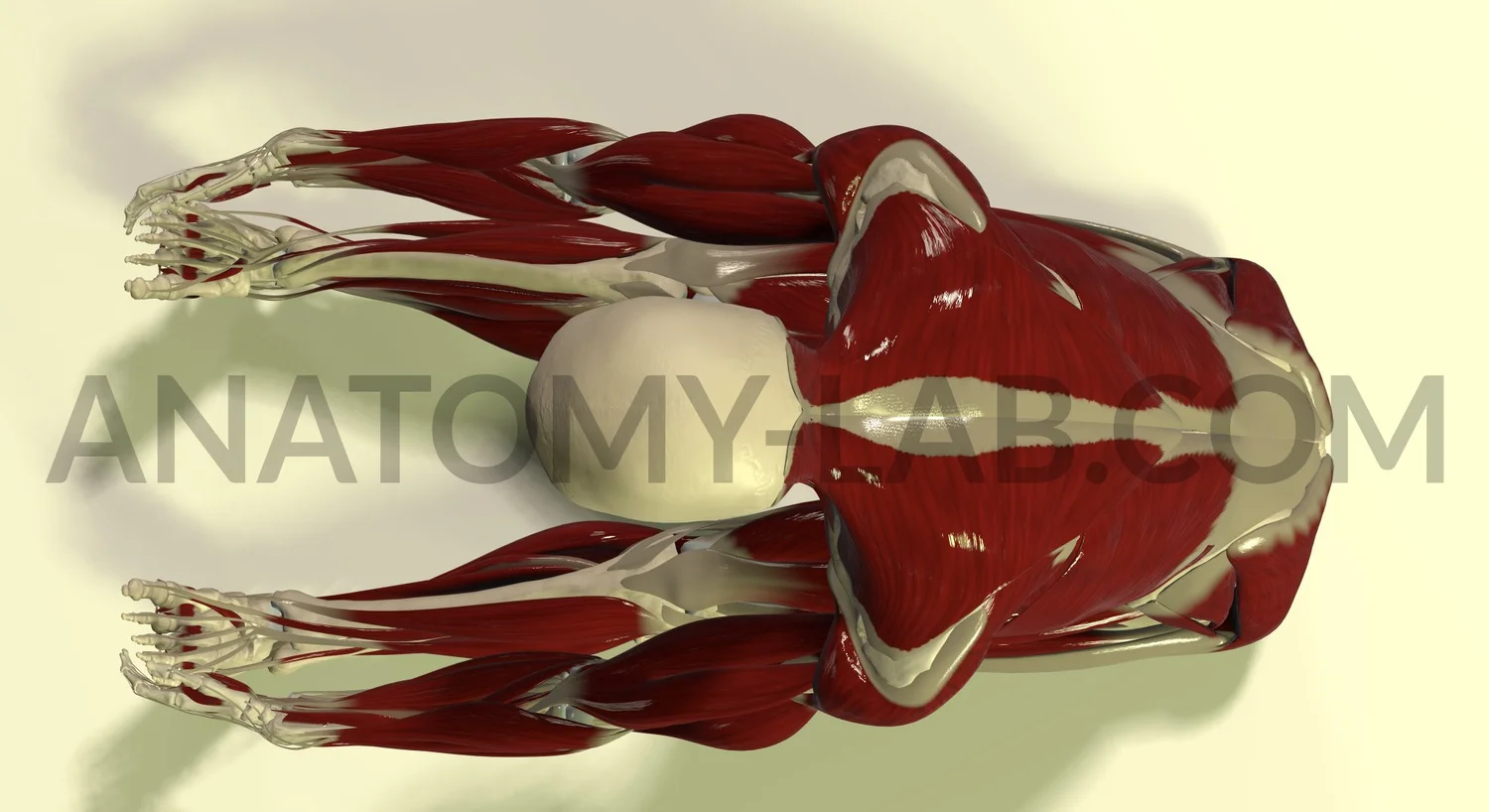 Custom 3D Anatomy Animations & Renderings — ANATOMY LAB