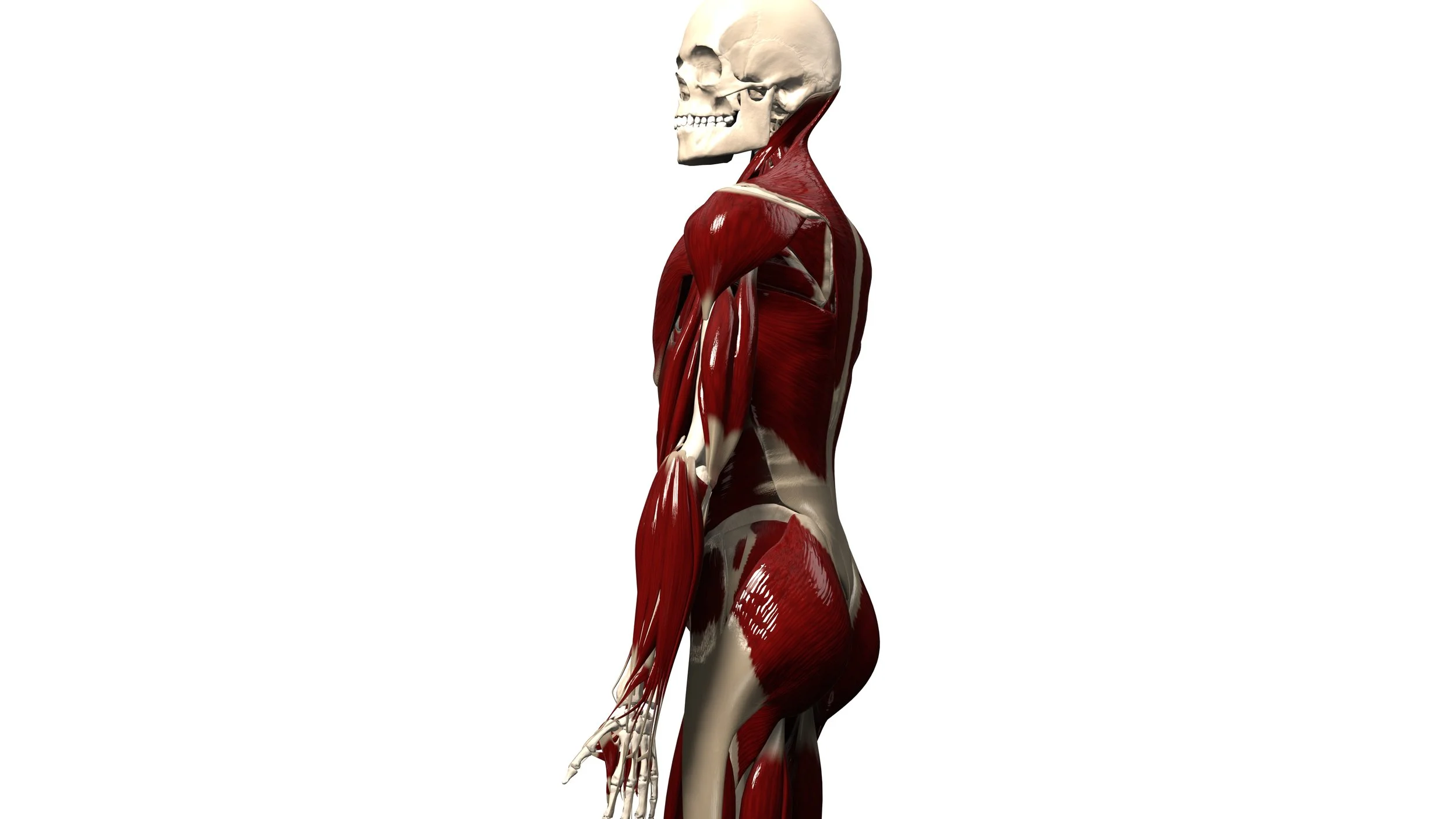 ANATOMY LAB- 3D ANIMATIONS & STILL RENDINGS