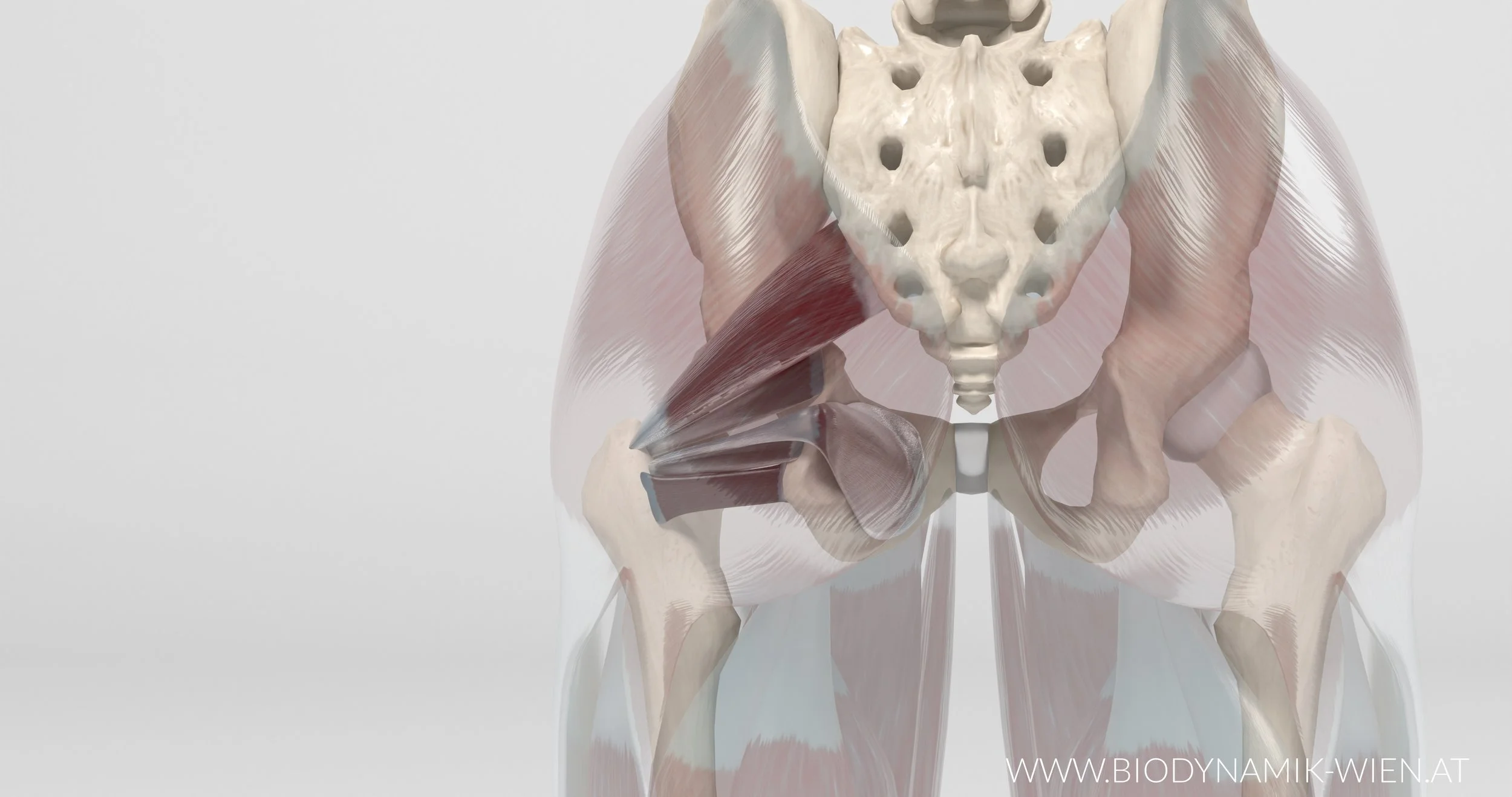 Custom 3D Anatomy Animations & Renderings — ANATOMY LAB