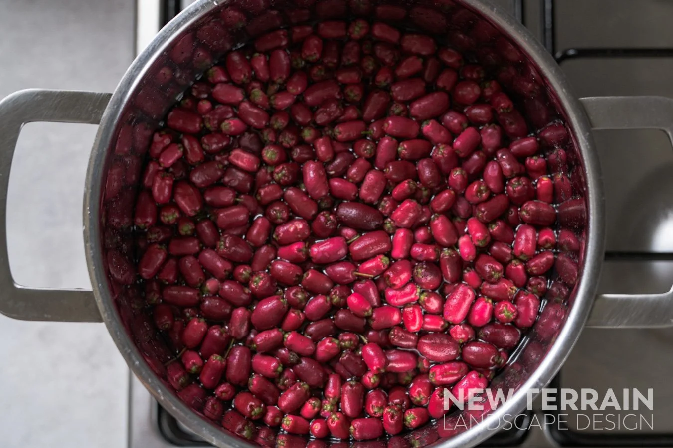 How to Make Lilly Pilly Jelly-Bush Tucker Recipe — New Terrain ...