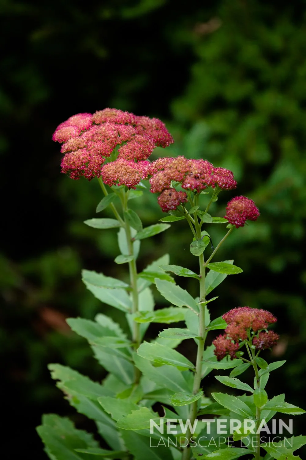 5 Facts and Tips About Using Sedum ‘Autumn Joy’ In Your Garden — New ...