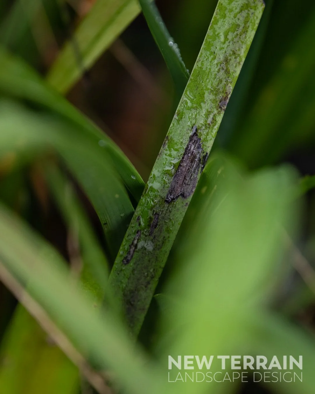 Making the most of Australian Natives: Garden Design with Kangaroo Paws ...