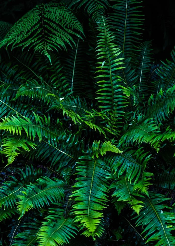 Garden Design — New Terrain Landscape Design - Blue Mountains