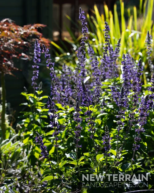 Our Favourite Salvias for the Garden — New Terrain Landscape Design ...