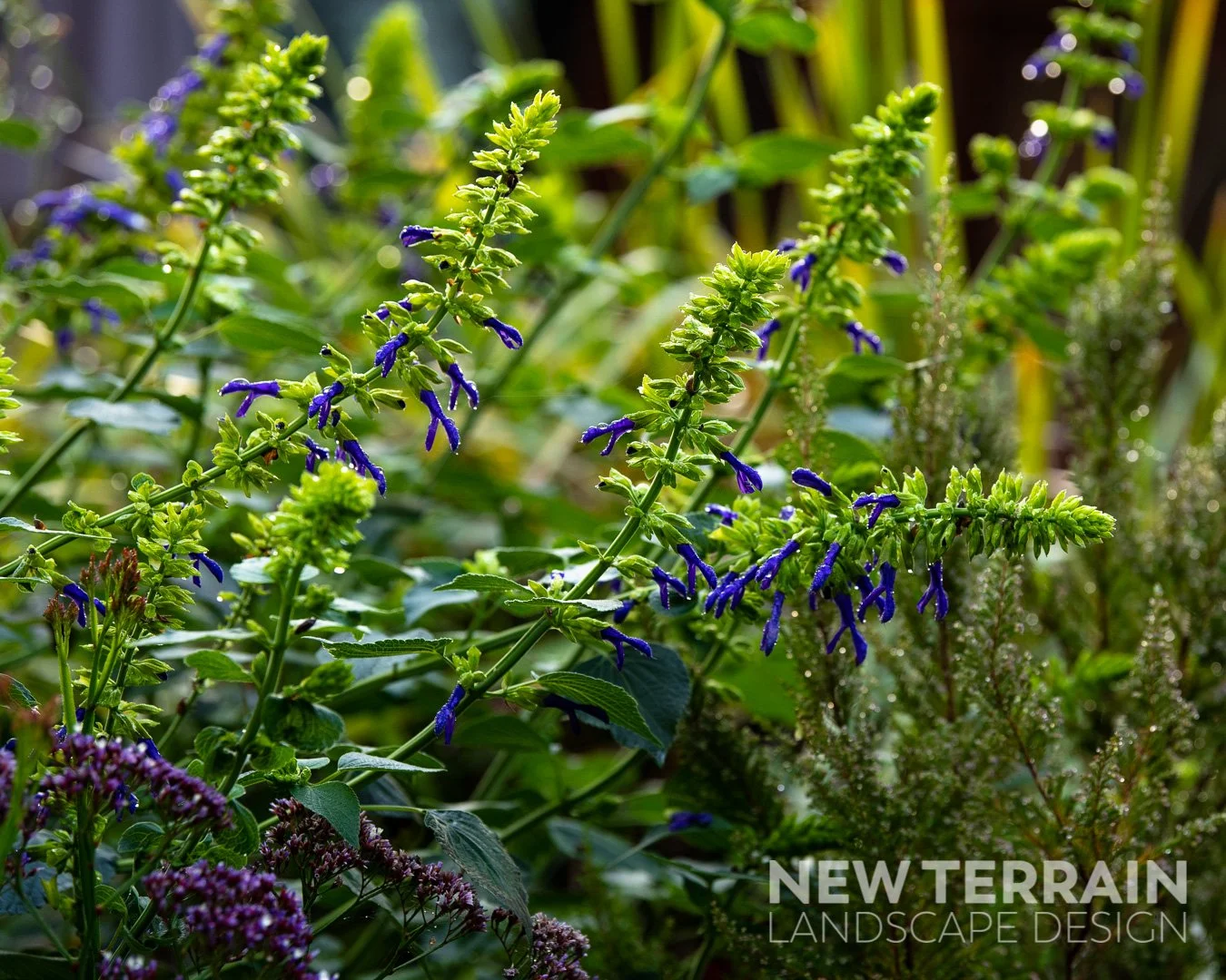 Our Favourite Salvias for the Garden — New Terrain Landscape Design ...