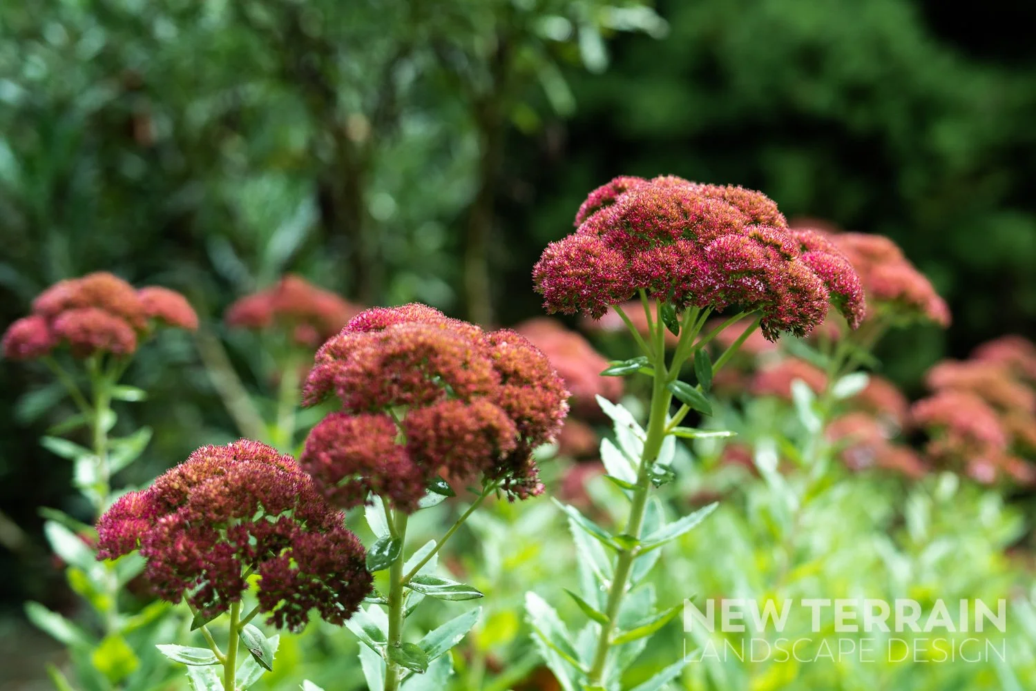 5 Facts and Tips About Using Sedum ‘Autumn Joy’ In Your Garden — New ...