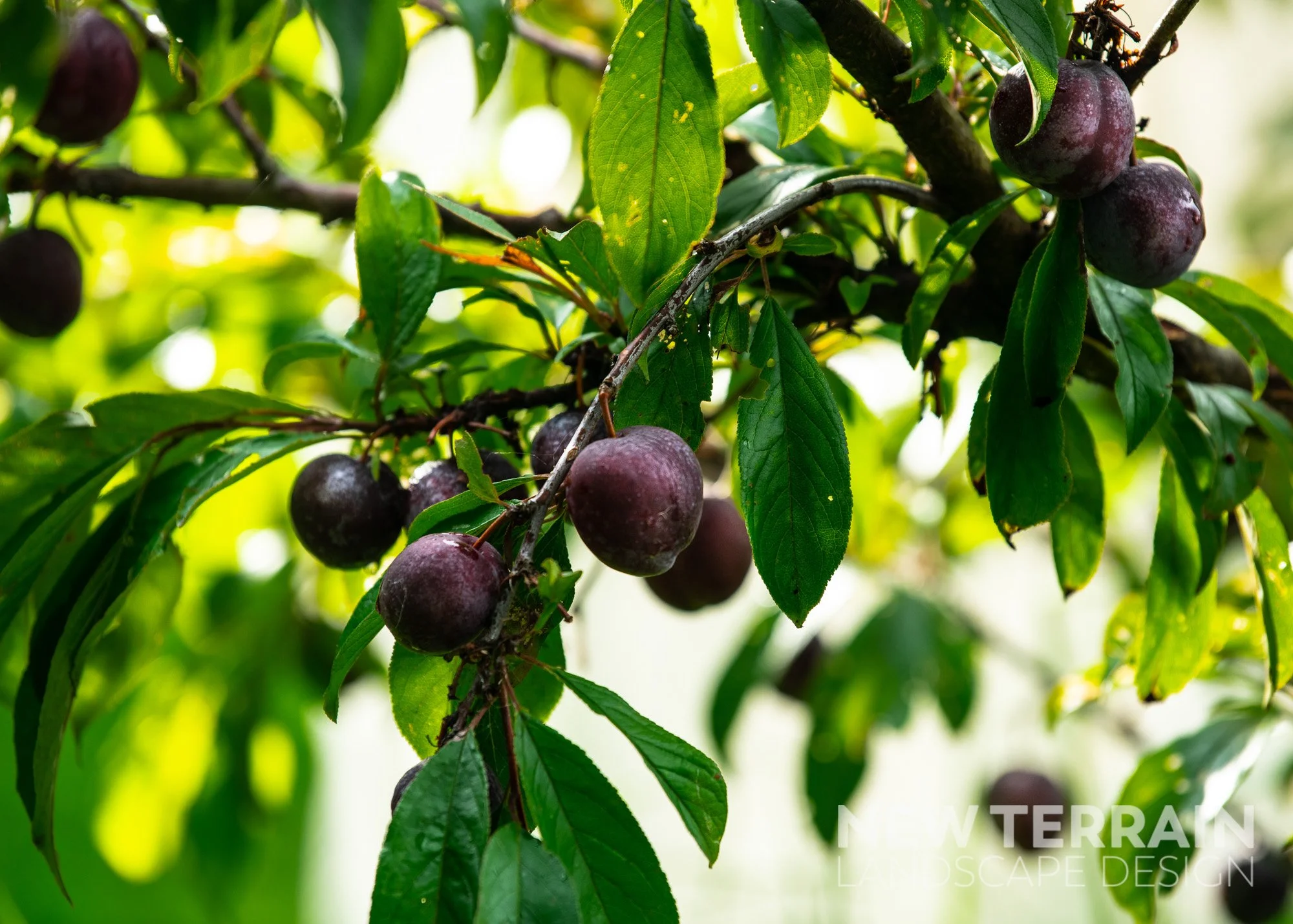 7 Gardening Tips for Growing Plums & Other Stone Fruit | New Terrain ...