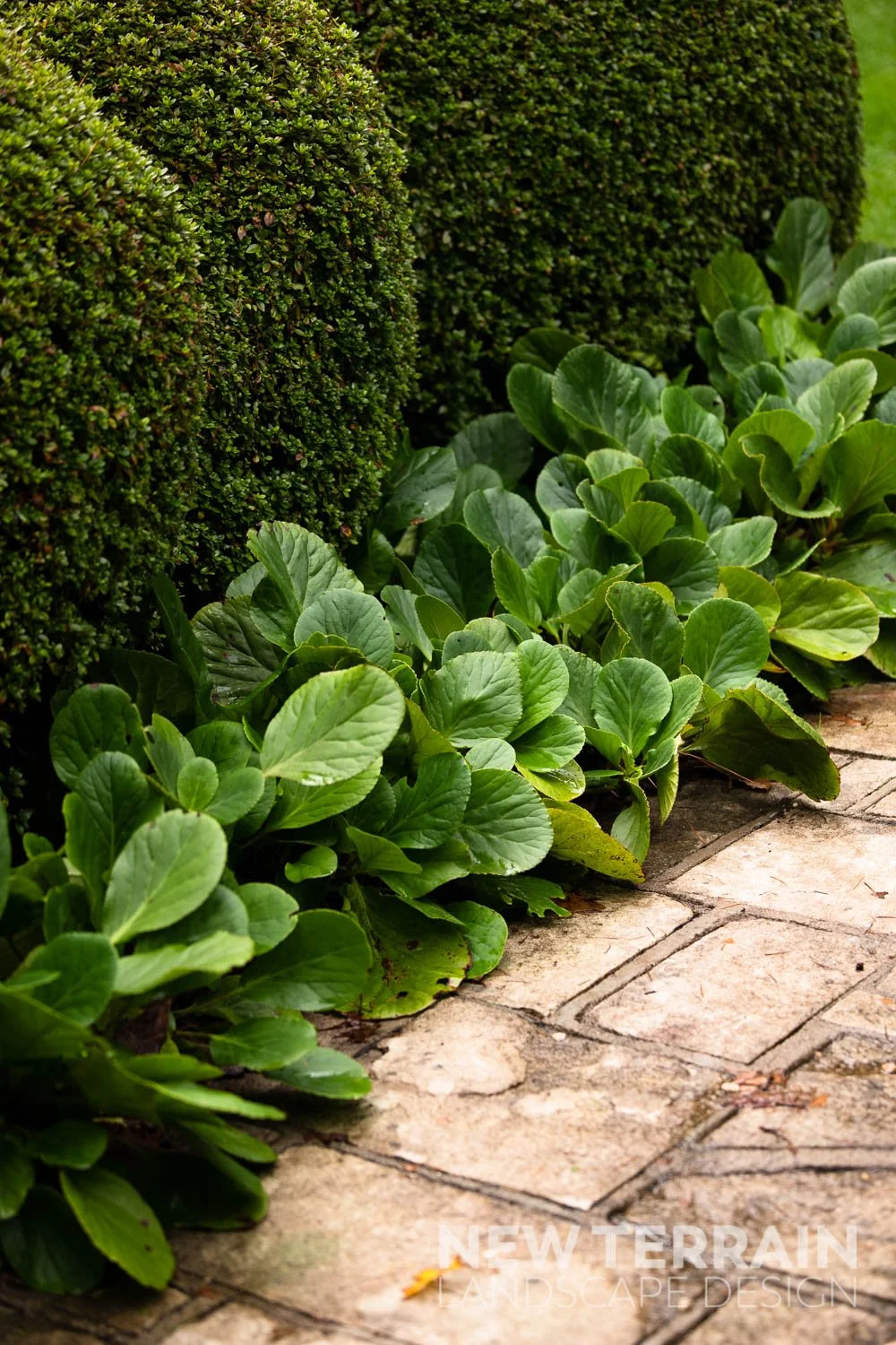 6 Tips for using Heartleaf Bergenia in Garden Design — New Terrain ...