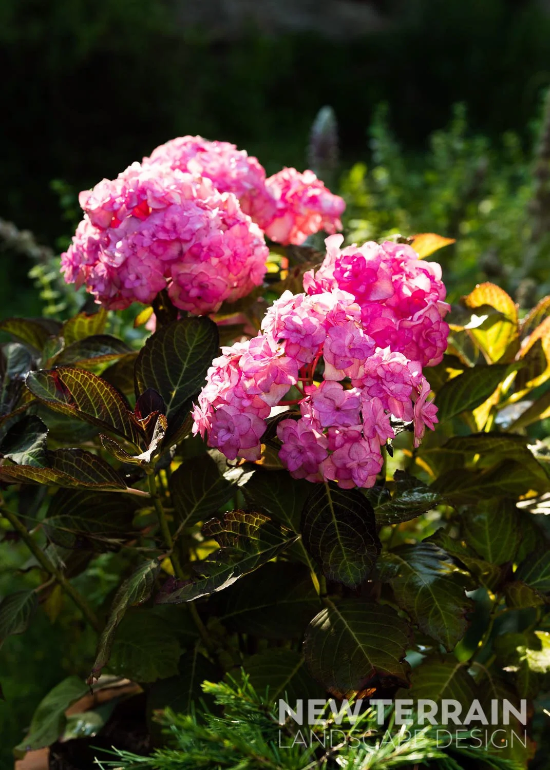 Hawkesbury Landscape Design — New Terrain Landscape Design - Blue Mountains