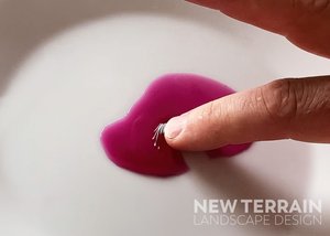 How to Make Lilly Pilly Jelly-Bush Tucker Recipe — New Terrain ...