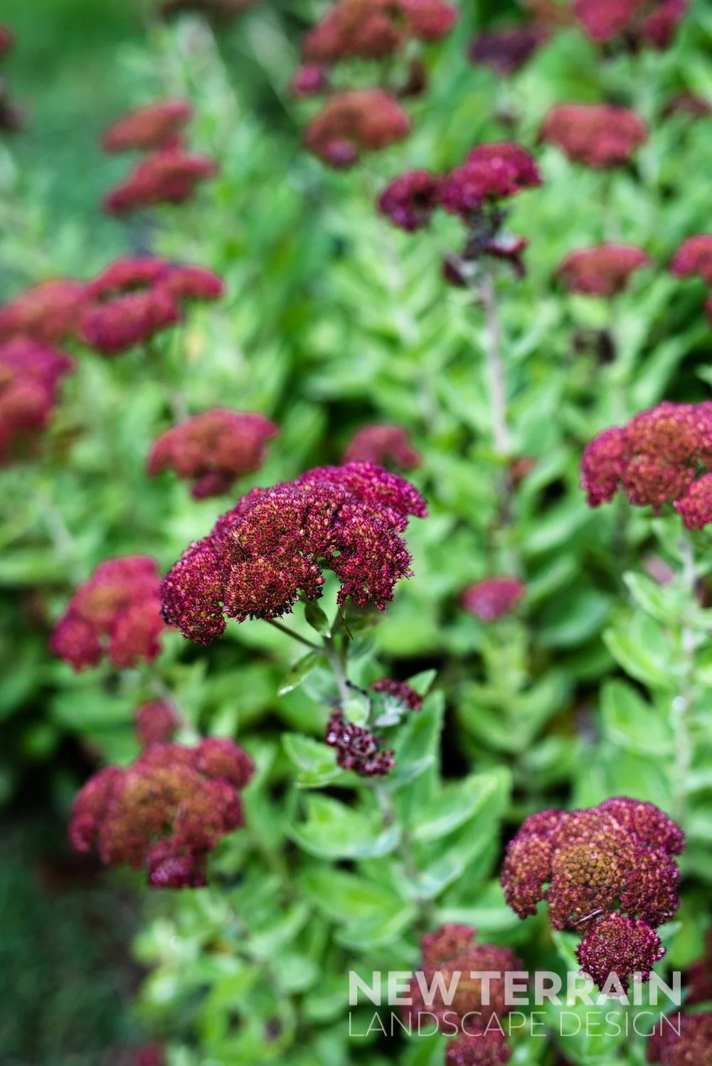 5 Facts and Tips About Using Sedum ‘Autumn Joy’ In Your Garden — New ...