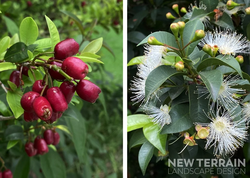 How to Make Lilly Pilly Jelly-Bush Tucker Recipe — New Terrain ...