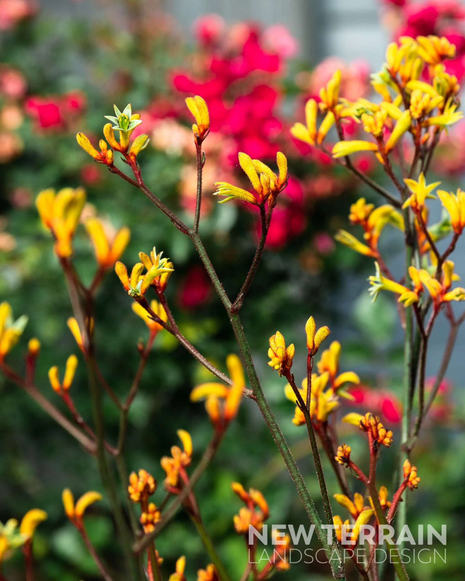 Making the most of Australian Natives: Garden Design with Kangaroo Paws ...