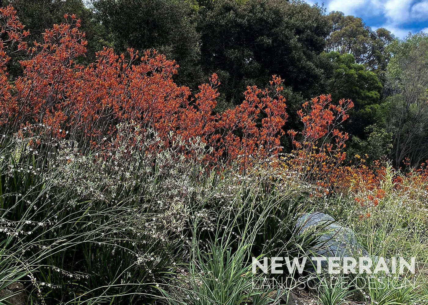Features of Contemporary Australian Garden Design — New Terrain ...