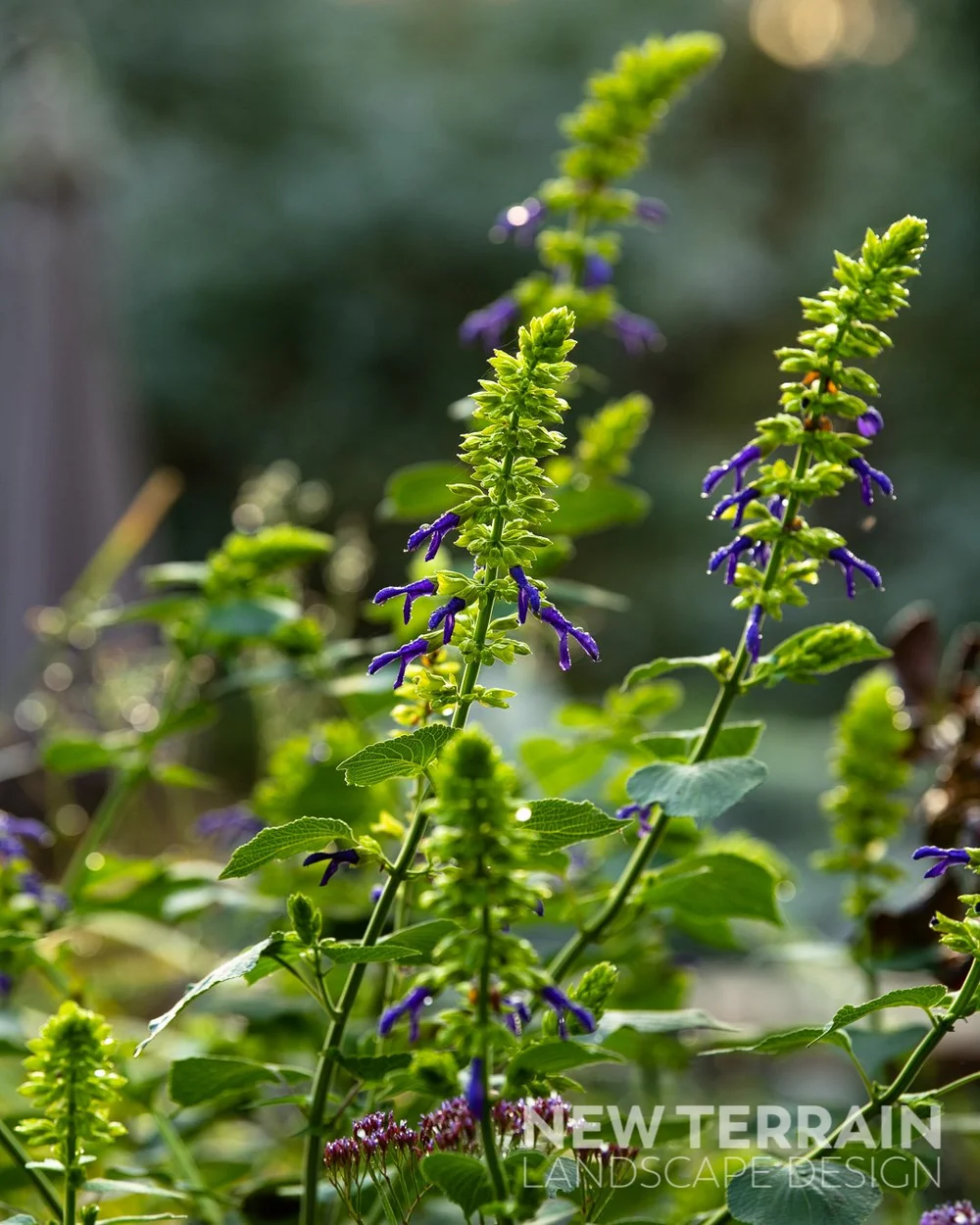 Our Favourite Salvias for the Garden — New Terrain Landscape Design ...