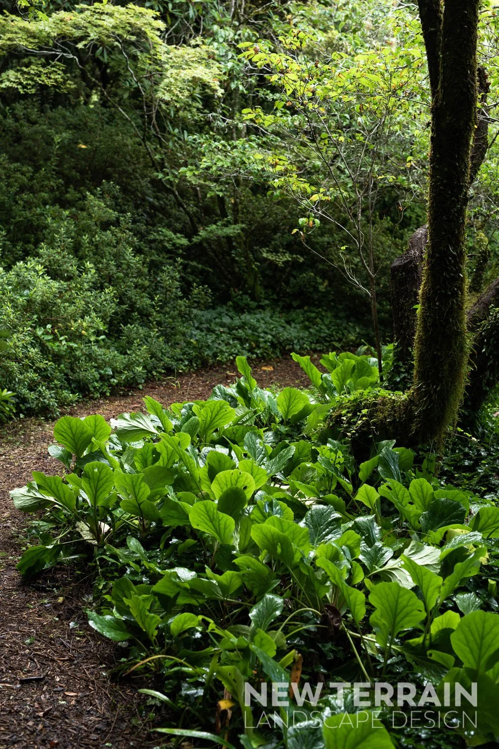 6 Tips for using Heartleaf Bergenia in Garden Design — New Terrain ...