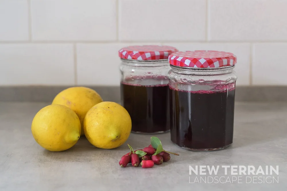 How to Make Lilly Pilly Jelly-Bush Tucker Recipe — New Terrain ...