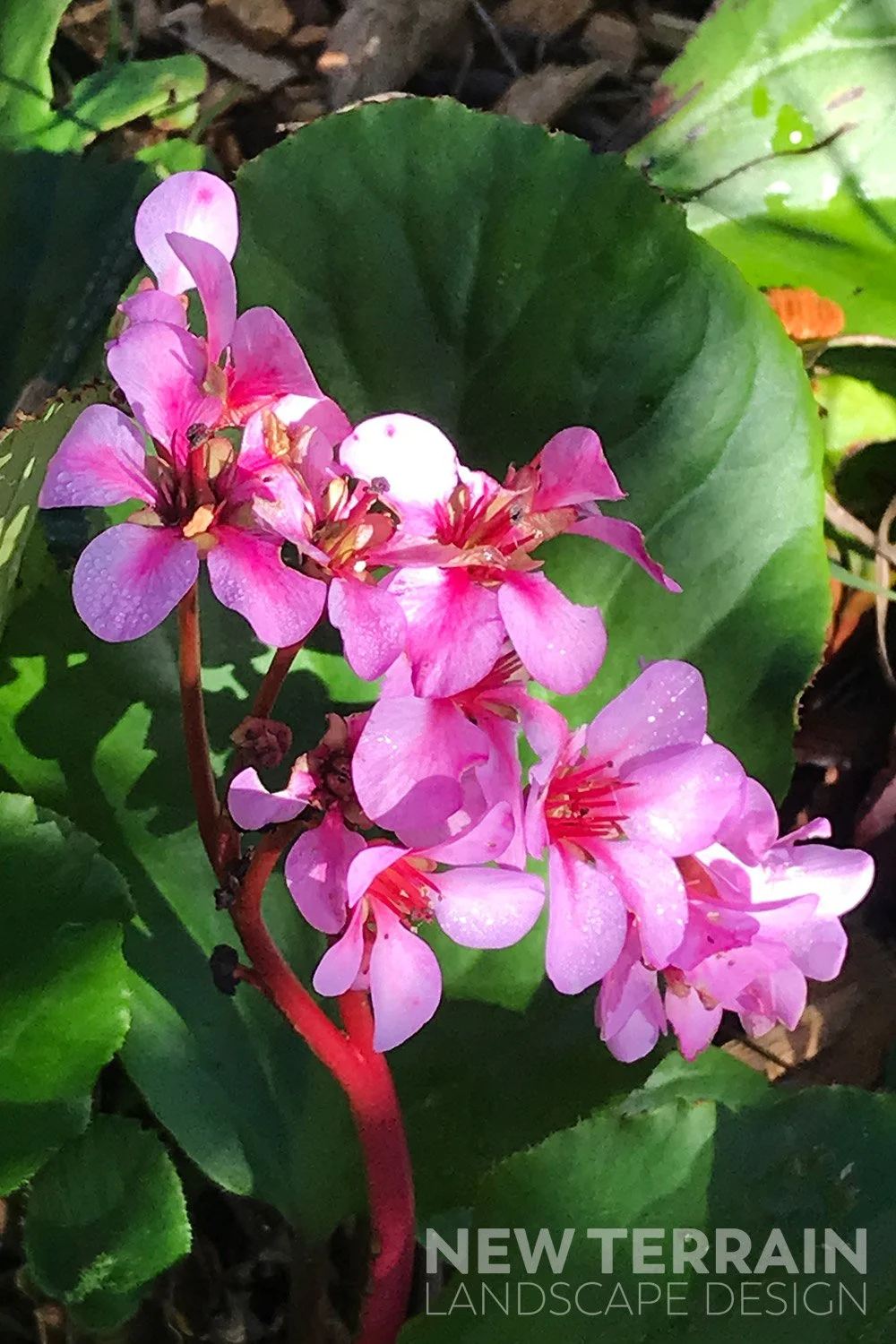 6 Tips for using Heartleaf Bergenia in Garden Design — New Terrain ...