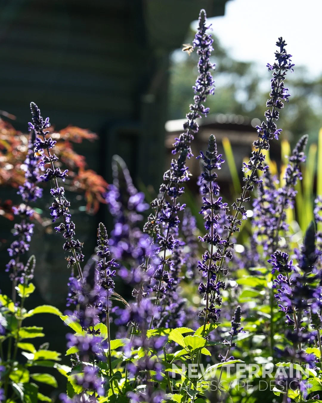 Our Favourite Salvias for the Garden — New Terrain Landscape Design ...