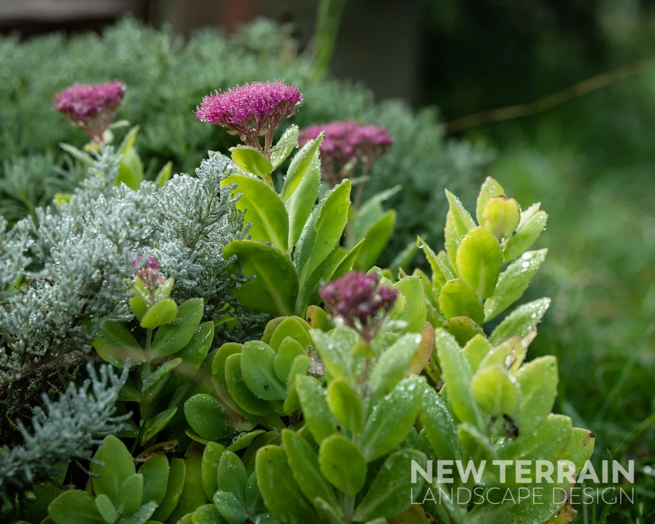 5 Facts and Tips About Using Sedum ‘Autumn Joy’ In Your Garden — New ...