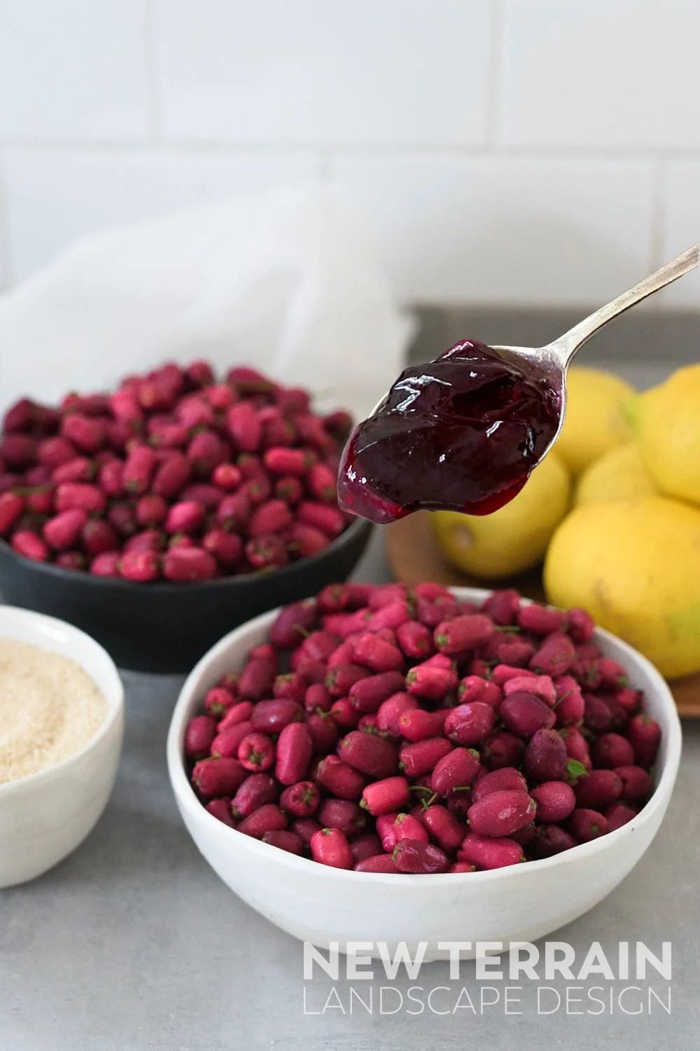 How to Make Lilly Pilly Jelly-Bush Tucker Recipe — New Terrain ...