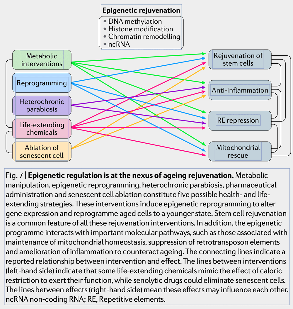 EPIGENETIC REPROGRAMMING — AGE-REGRESSION.COM