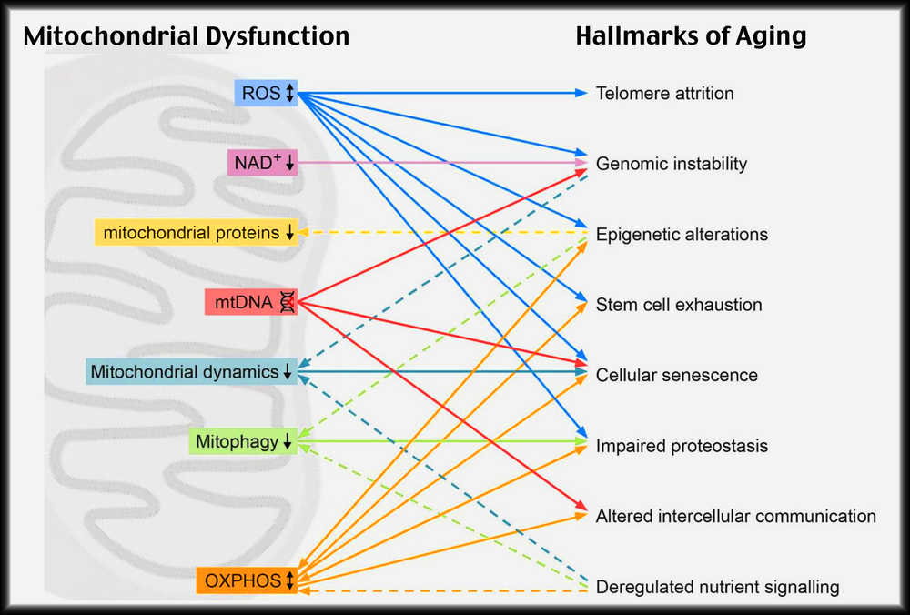 MITOCHONDRIAL DYSFUNCTION — AGE-REGRESSION.COM