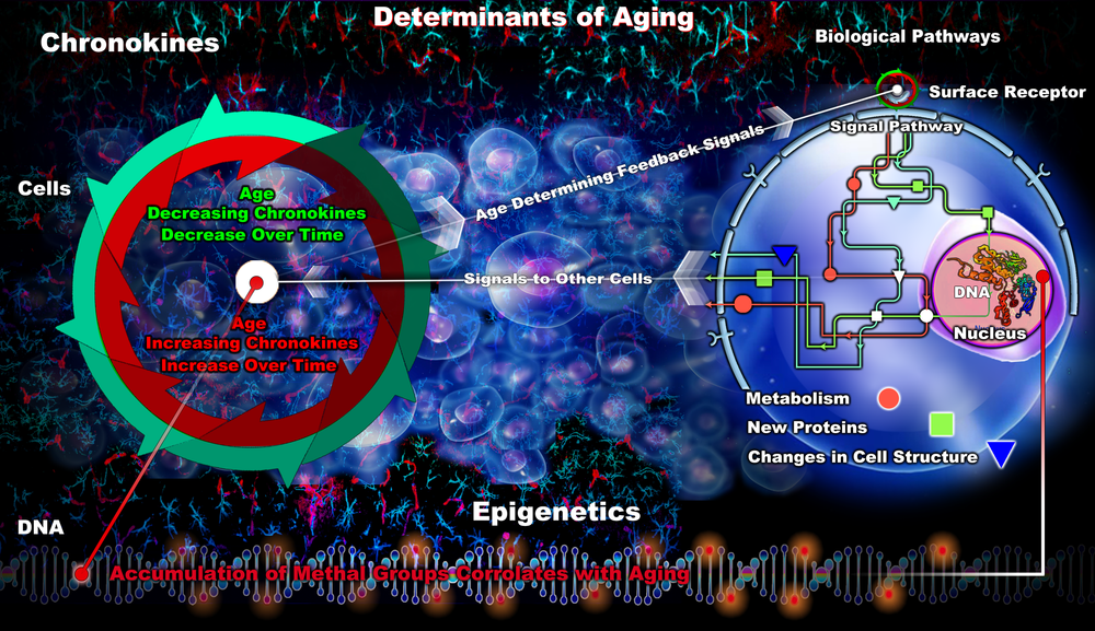 AGING DEFINED — AGE-REGRESSION.COM