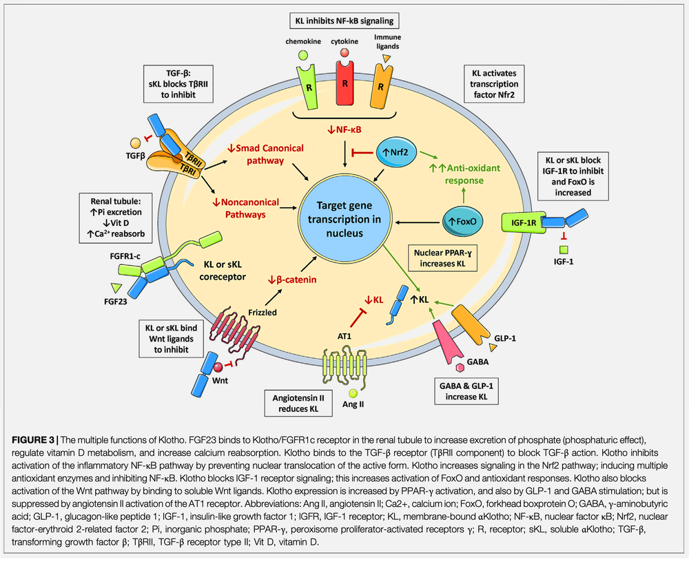KLOTHO MOLECULAR PATHWAYS — AGE-REGRESSION.COM