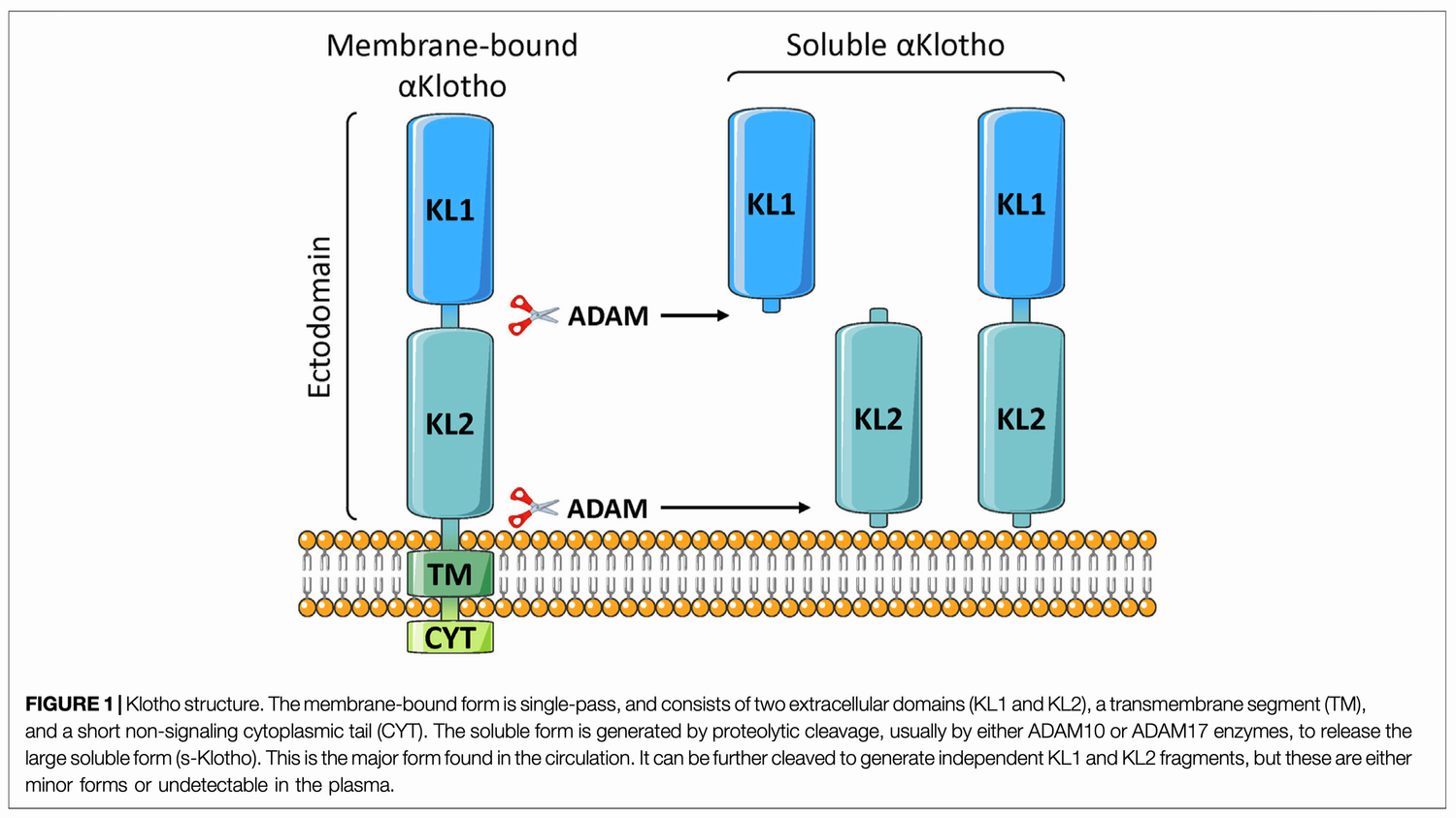 KLOTHO MOLECULAR PATHWAYS — AGE-REGRESSION.COM