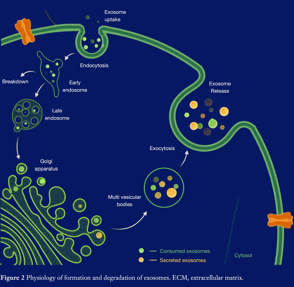 EXOSOMES — AGE-REGRESSION.COM
