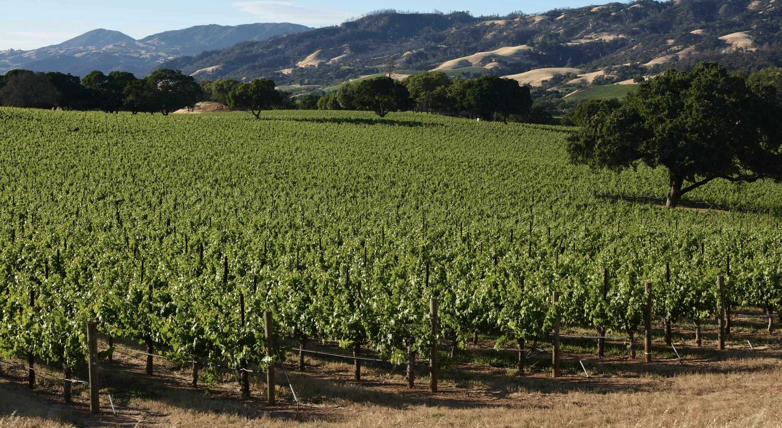 Vineyard Blocks — Rio Lago Ranch & Vineyard