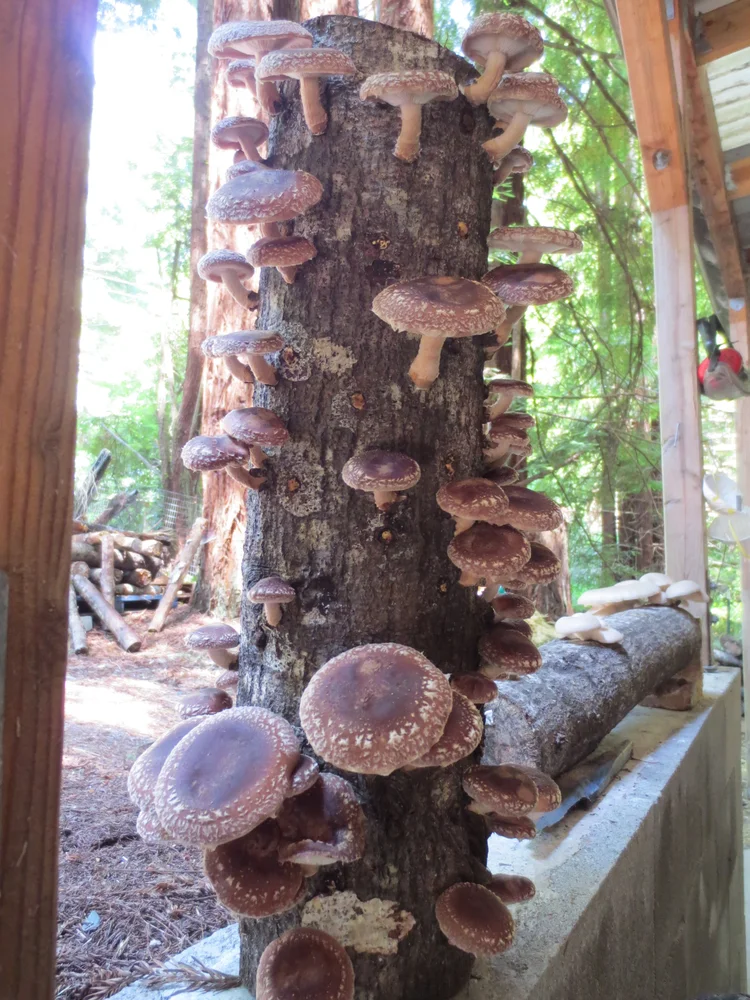 Mushroom Log Cultivation Instructions — Fungaia Farm