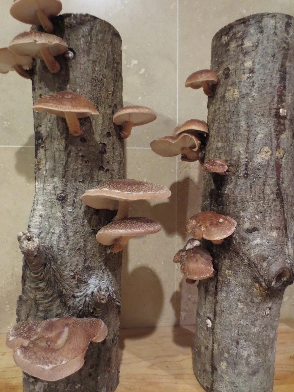 1 lb Soy/Bees Wax Blend — Fungaia Farm