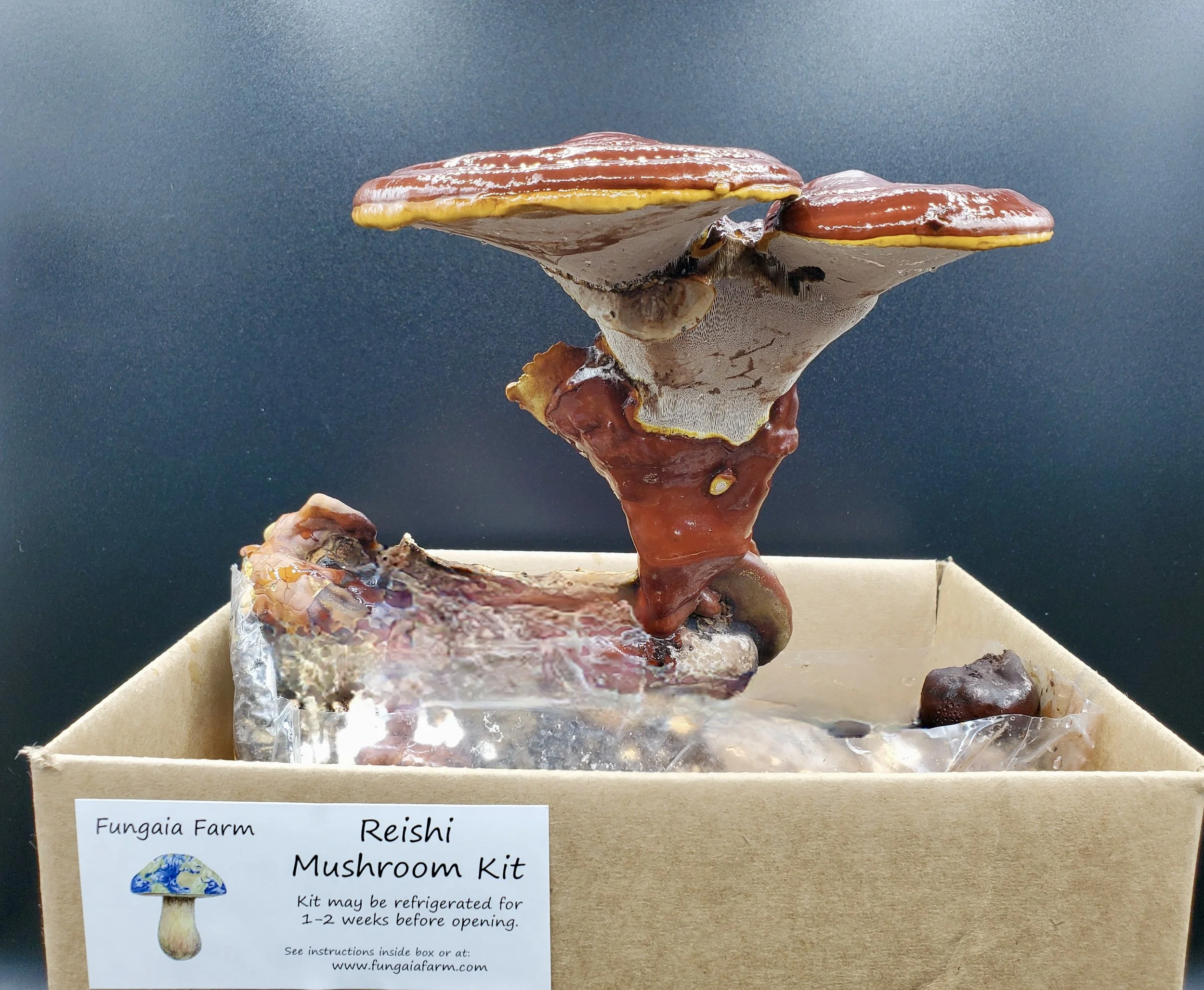 Shop — Fungaia Farm