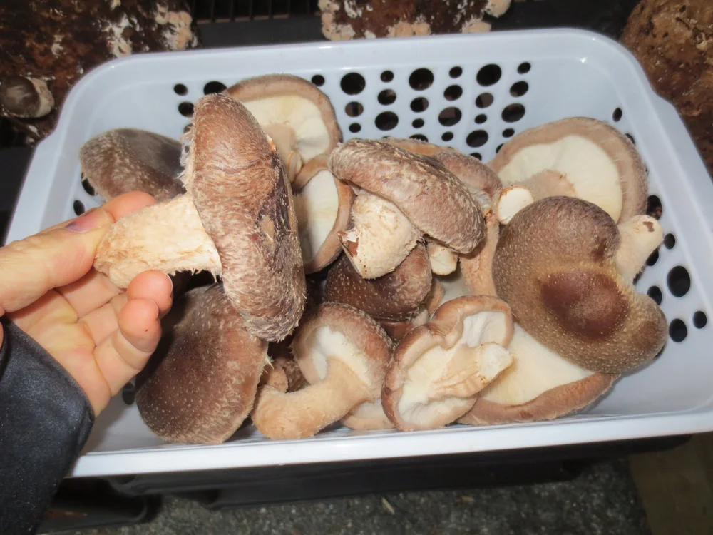 Shop — Fungaia Farm