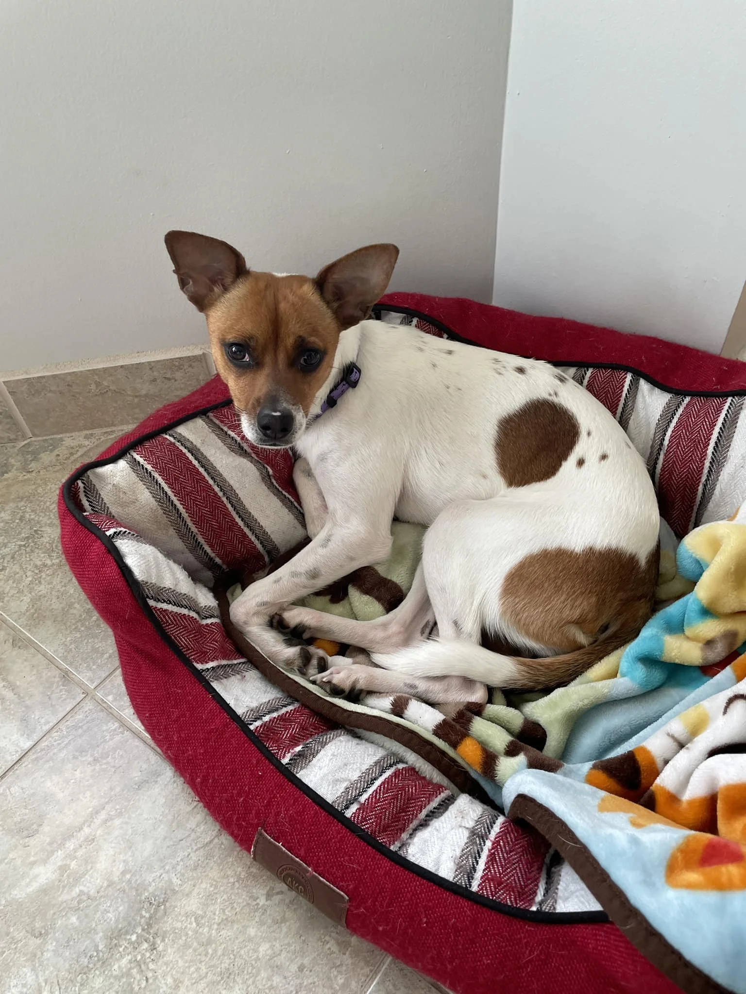 Adoptable Dogs — Kamloops Ruff Start Rescue Society