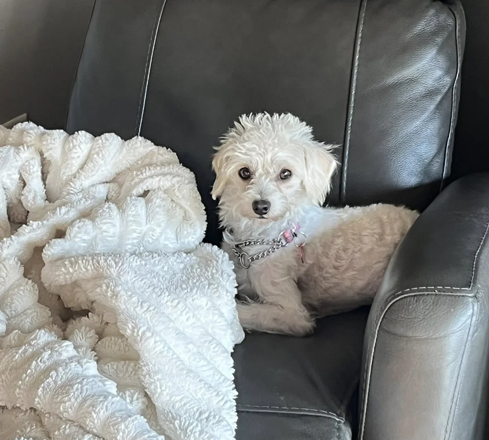 Adoptable Dogs — Kamloops Ruff Start Rescue Society