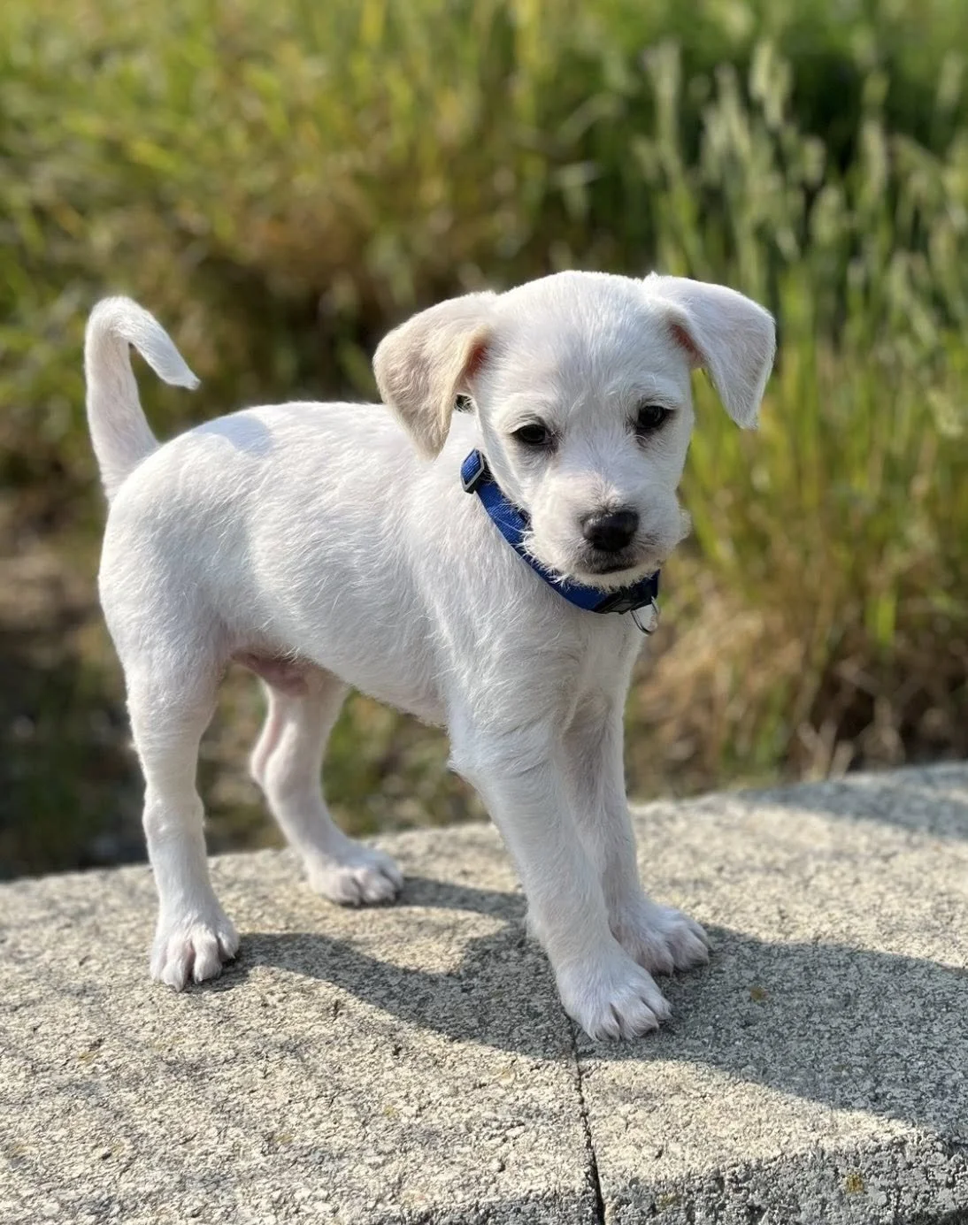 Adoptable Dogs — Kamloops Ruff Start Rescue Society