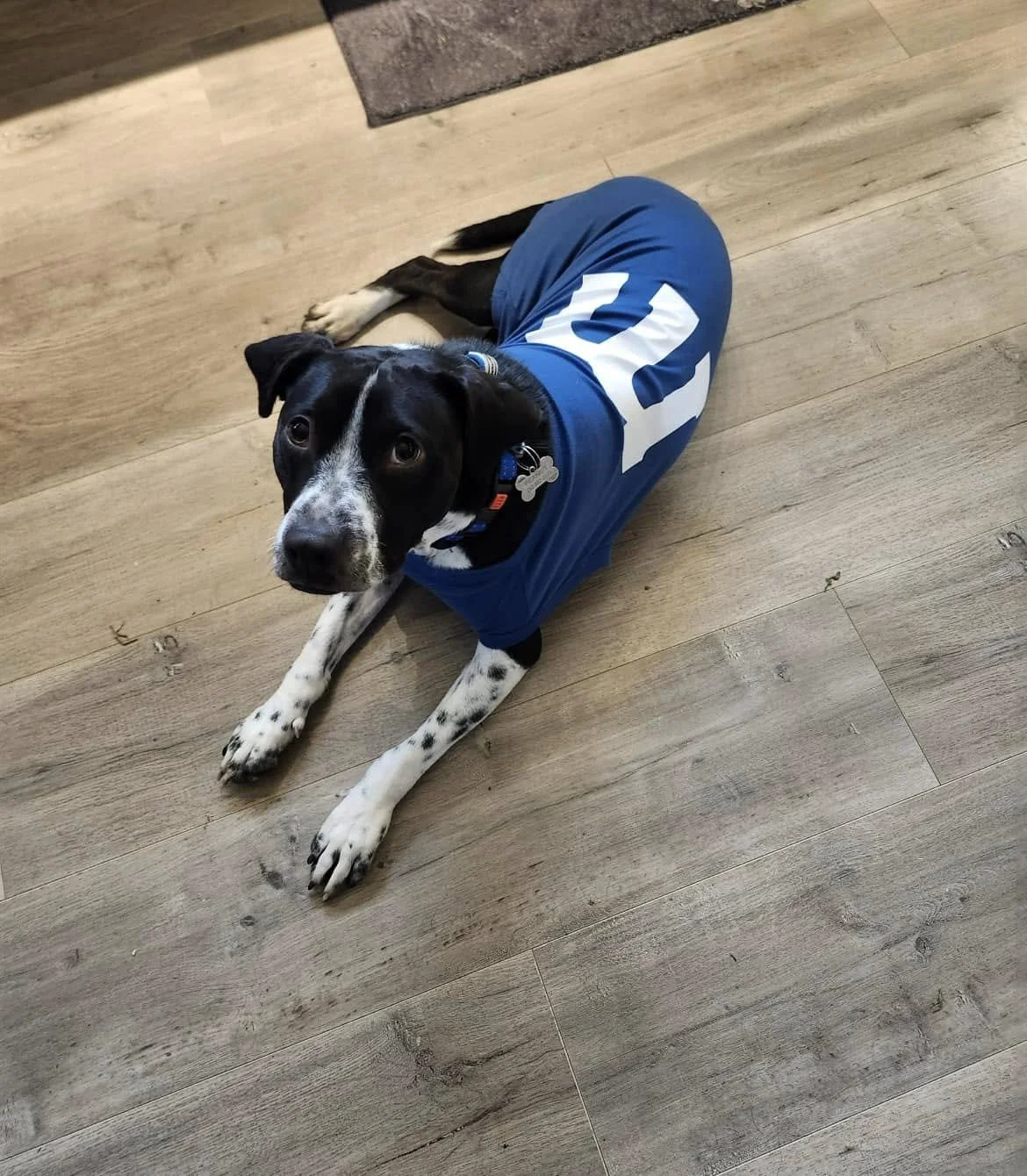 Adoptable Dogs — Kamloops Ruff Start Rescue Society