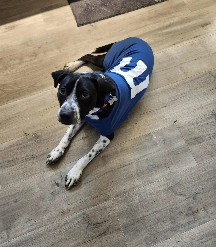 Adoptable Dogs — Kamloops Ruff Start Rescue Society