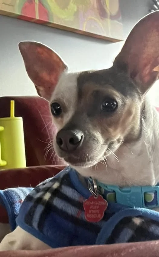 Adoptable Dogs — Kamloops Ruff Start Rescue Society