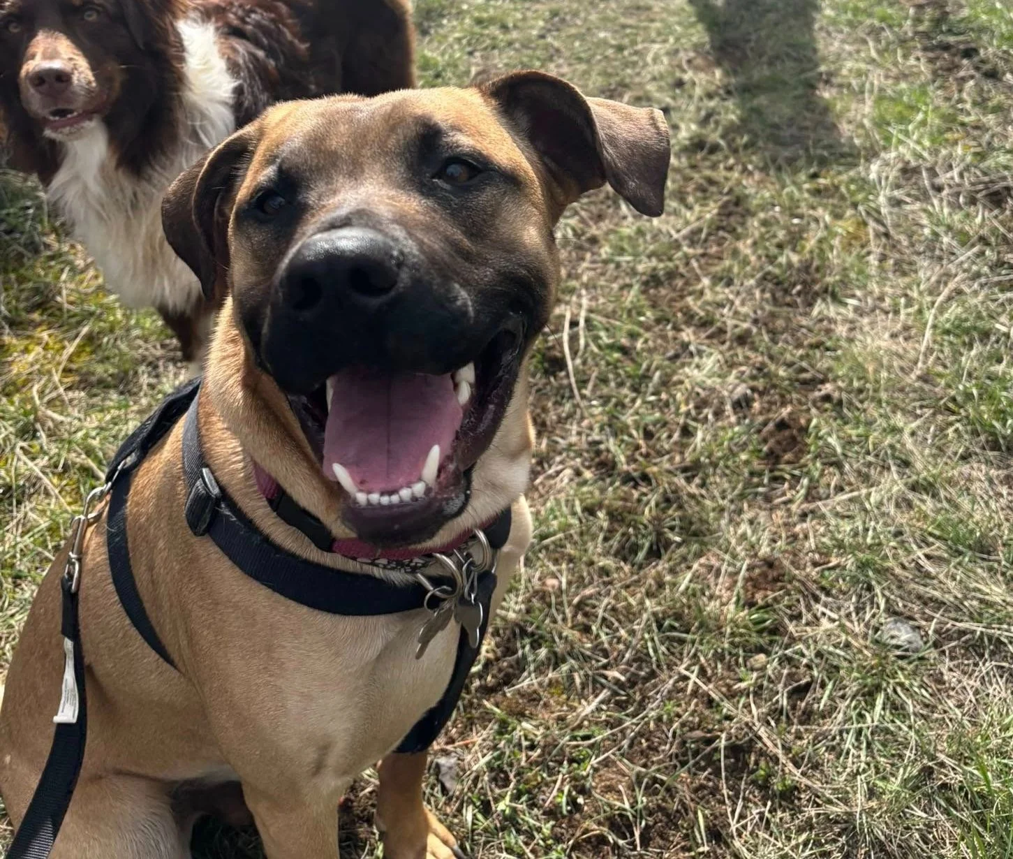 Adoptable Dogs — Kamloops Ruff Start Rescue Society