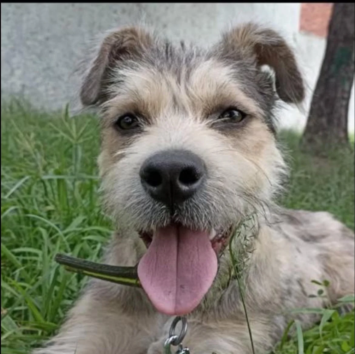 Adoptable Dogs — Kamloops Ruff Start Rescue Society